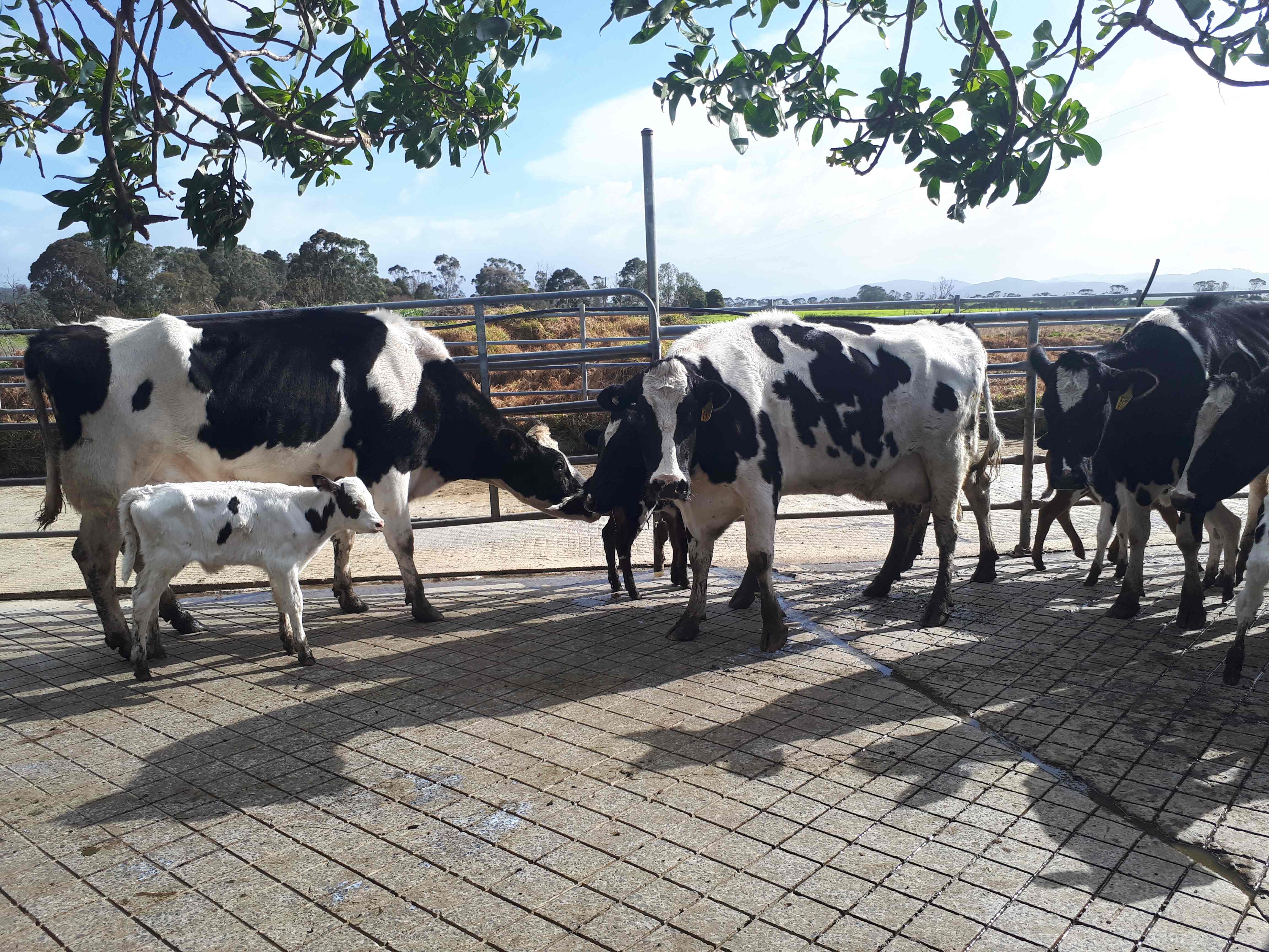 A cow more dangerous than a bull | The Milk Maid Marian